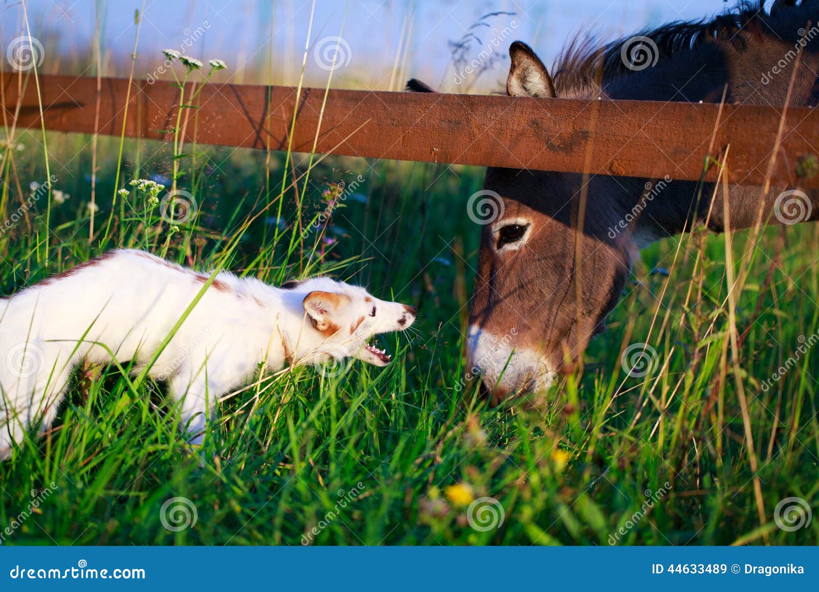 Fox and donkey stock image. Image of little, nature, donkey - 44633489