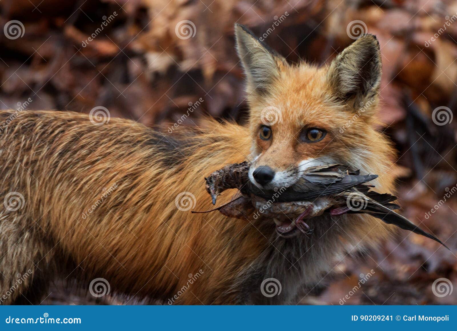 Fox with Dove Kill stock image. Image of predator, kill - 90209241