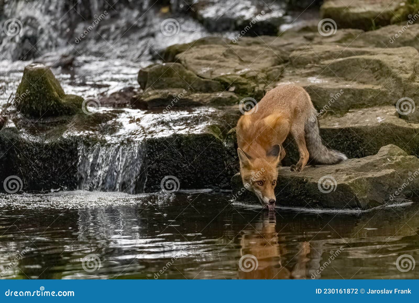 The Fox is Drinking from a Stream Stock Photo - Image of outdoor ...