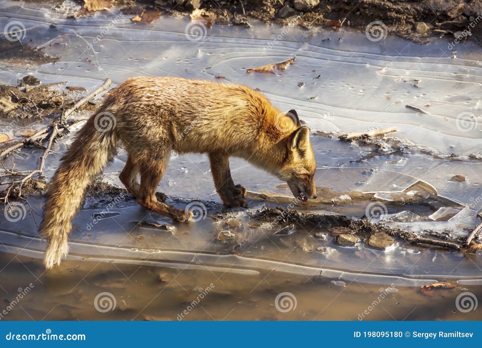 The Fox Drinks Water from a Puddle Stock Photo - Image of nature ...