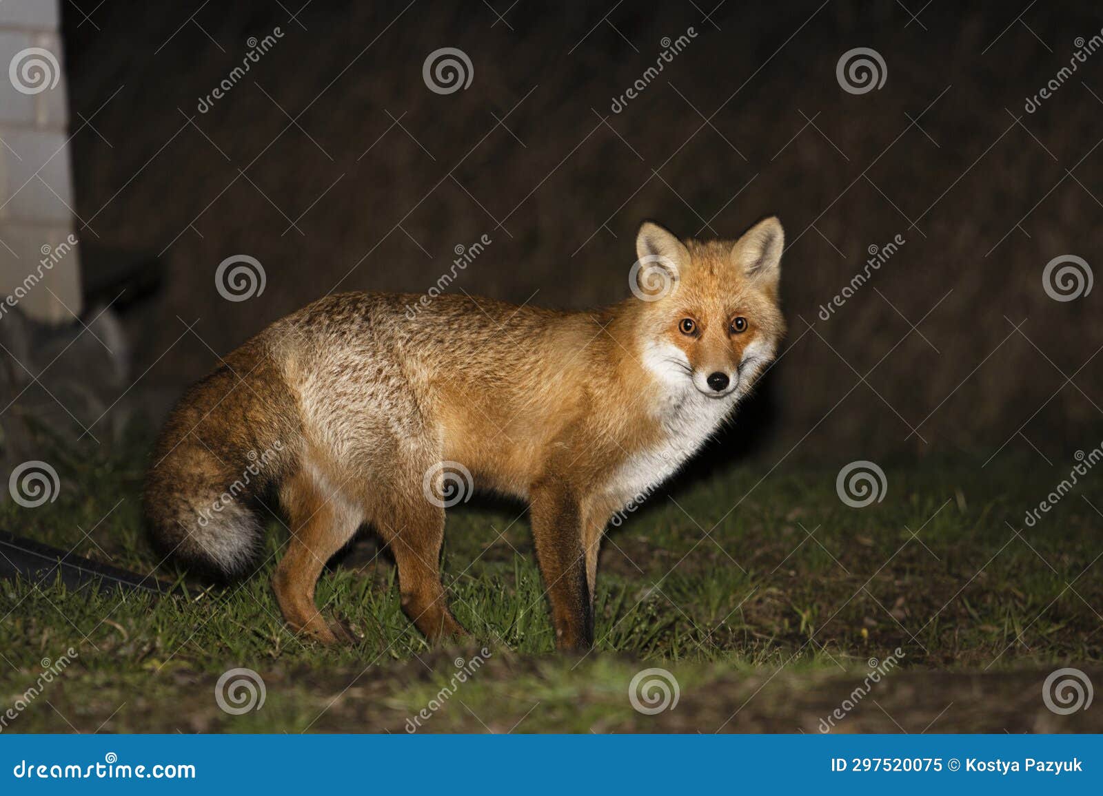 Fox at Dusk in the Backyard Stock Image - Image of urban, animal: 297520075