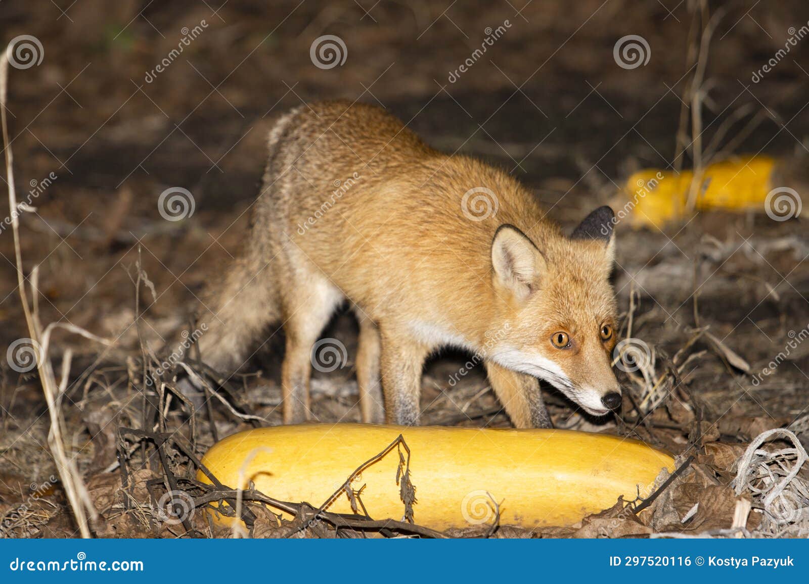 Fox at Dusk in the Pumpkin Patch Stock Photo - Image of closeup ...