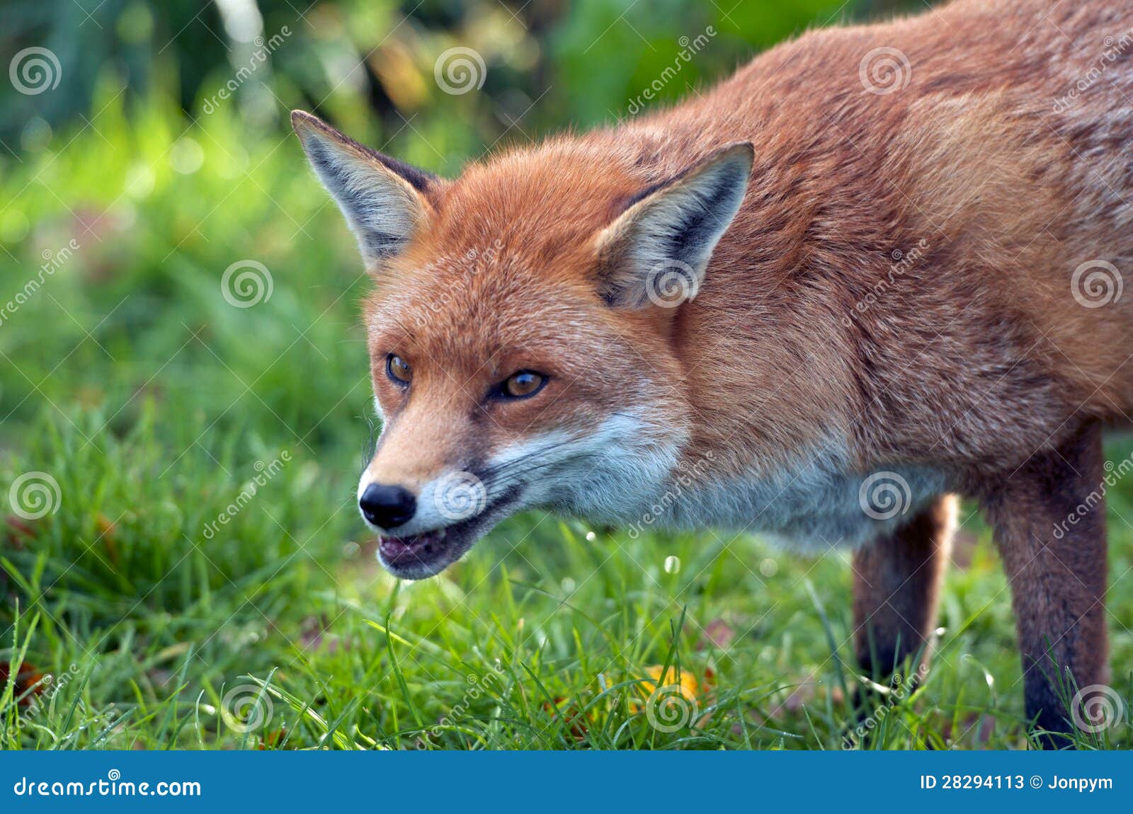 Fox Eating stock image. Image of closeup, looking, carnivore - 28294113