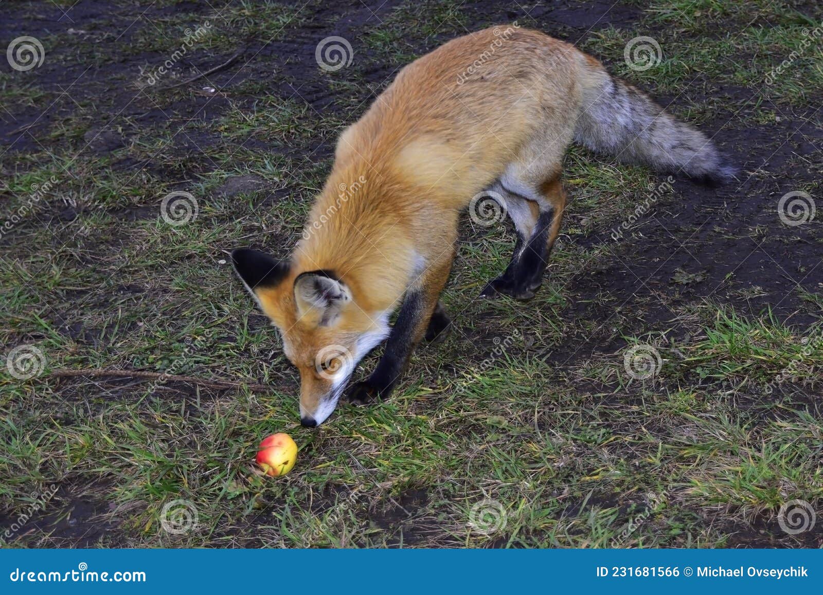 Fox eating an apple stock photo. Image of hunting, eats - 231681566