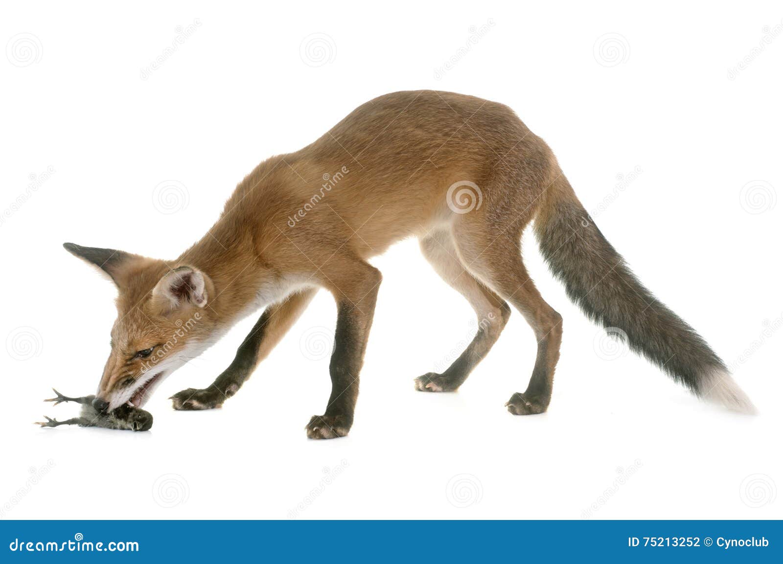 Fox eating a chick stock photo. Image of eating, teeth - 75213252
