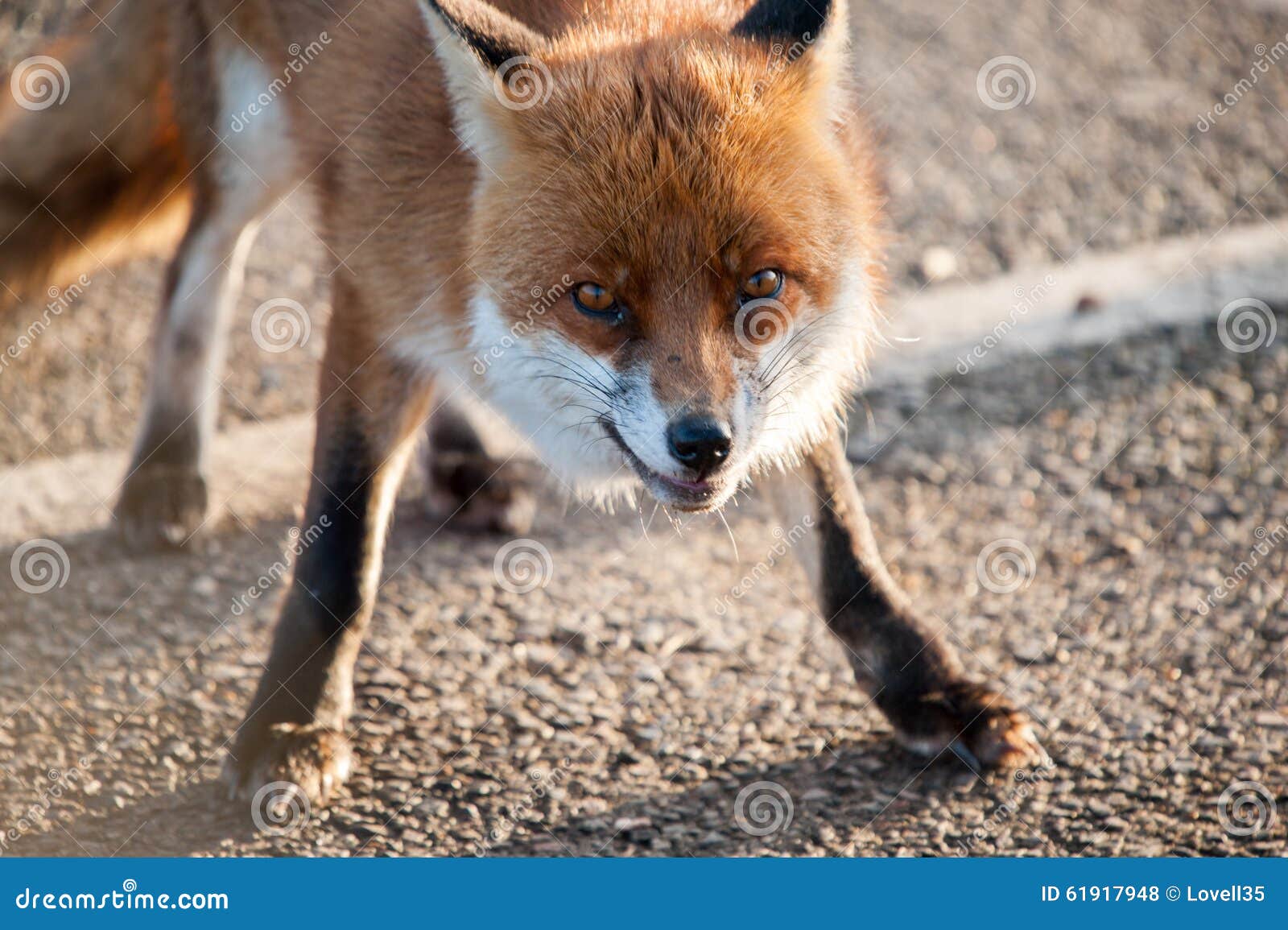 Fox face stock photo. Image of hunting, diverse, bench - 61917948