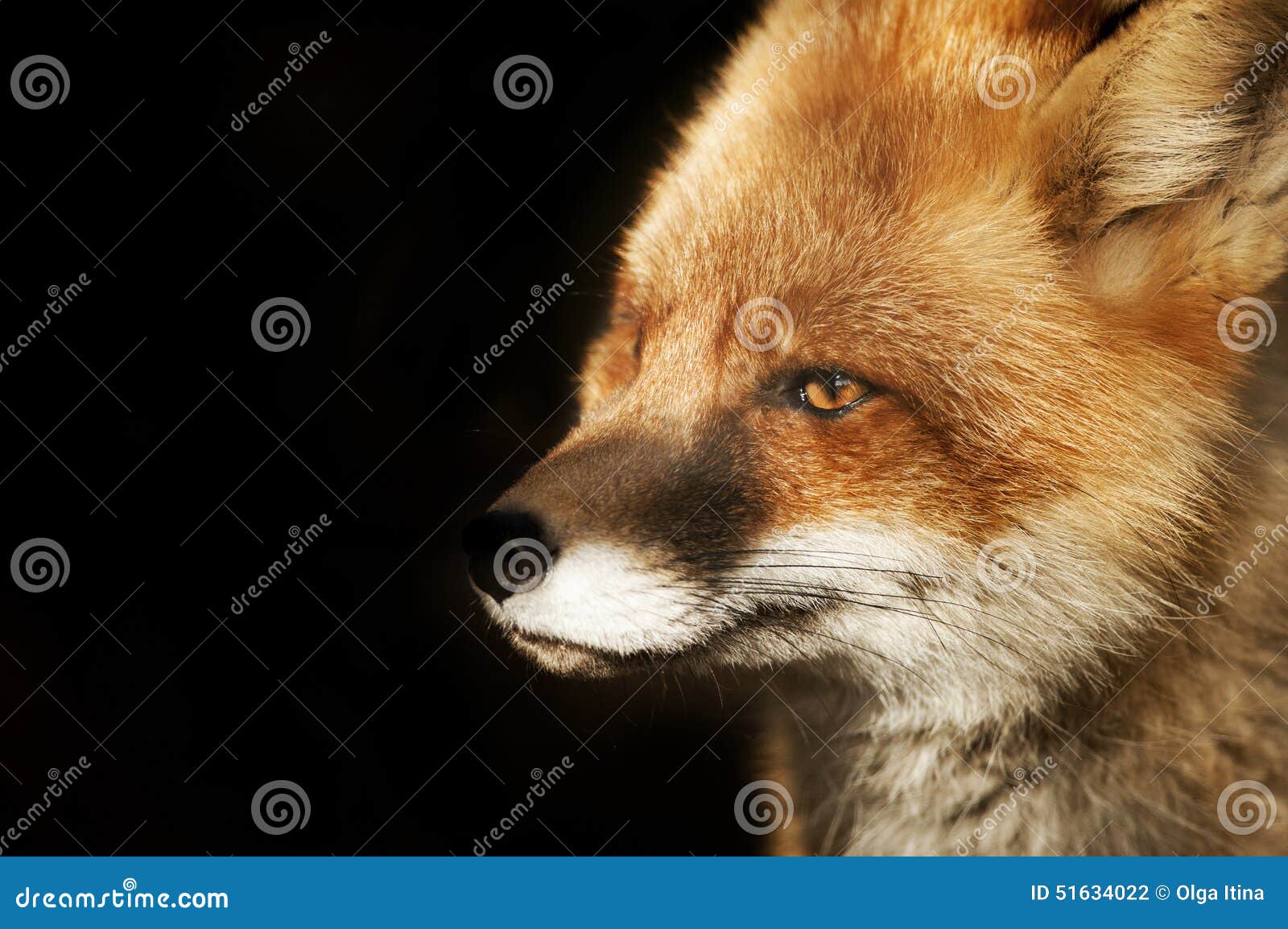 Fox face closeup on black stock photo. Image of closeup - 51634022