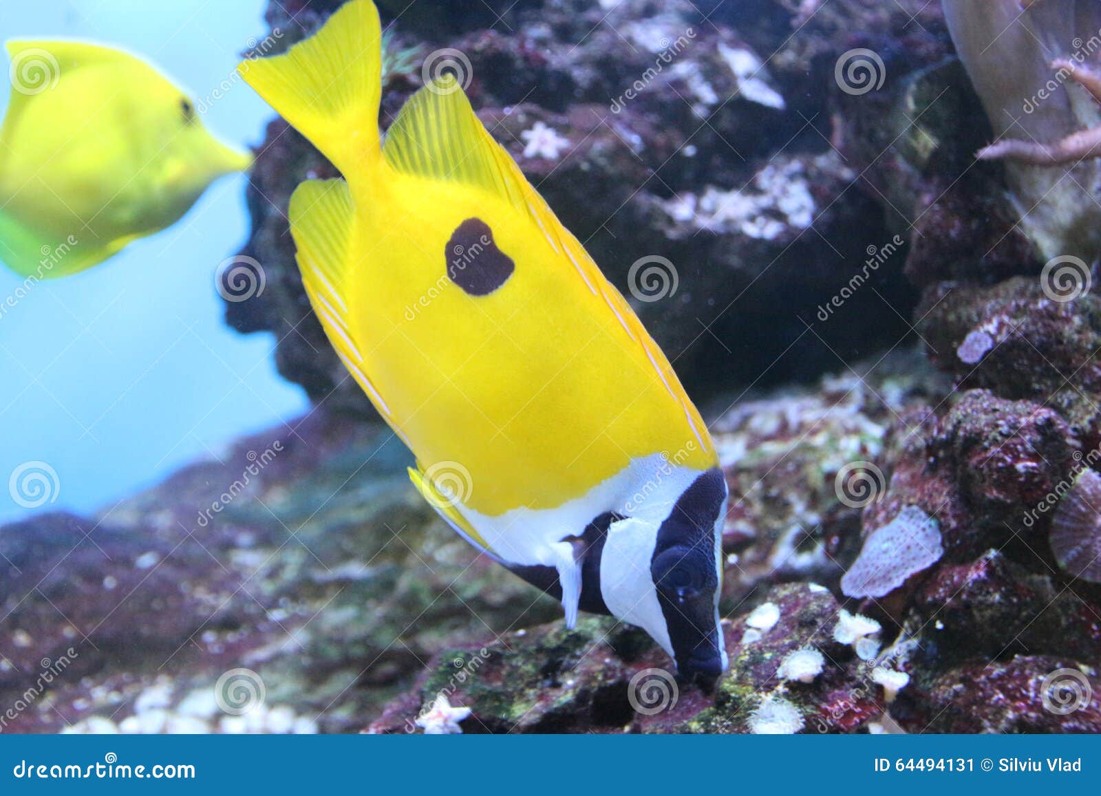 Fox Face Rabbit Fish on To Aquarium Stock Image - Image of lagoon ...
