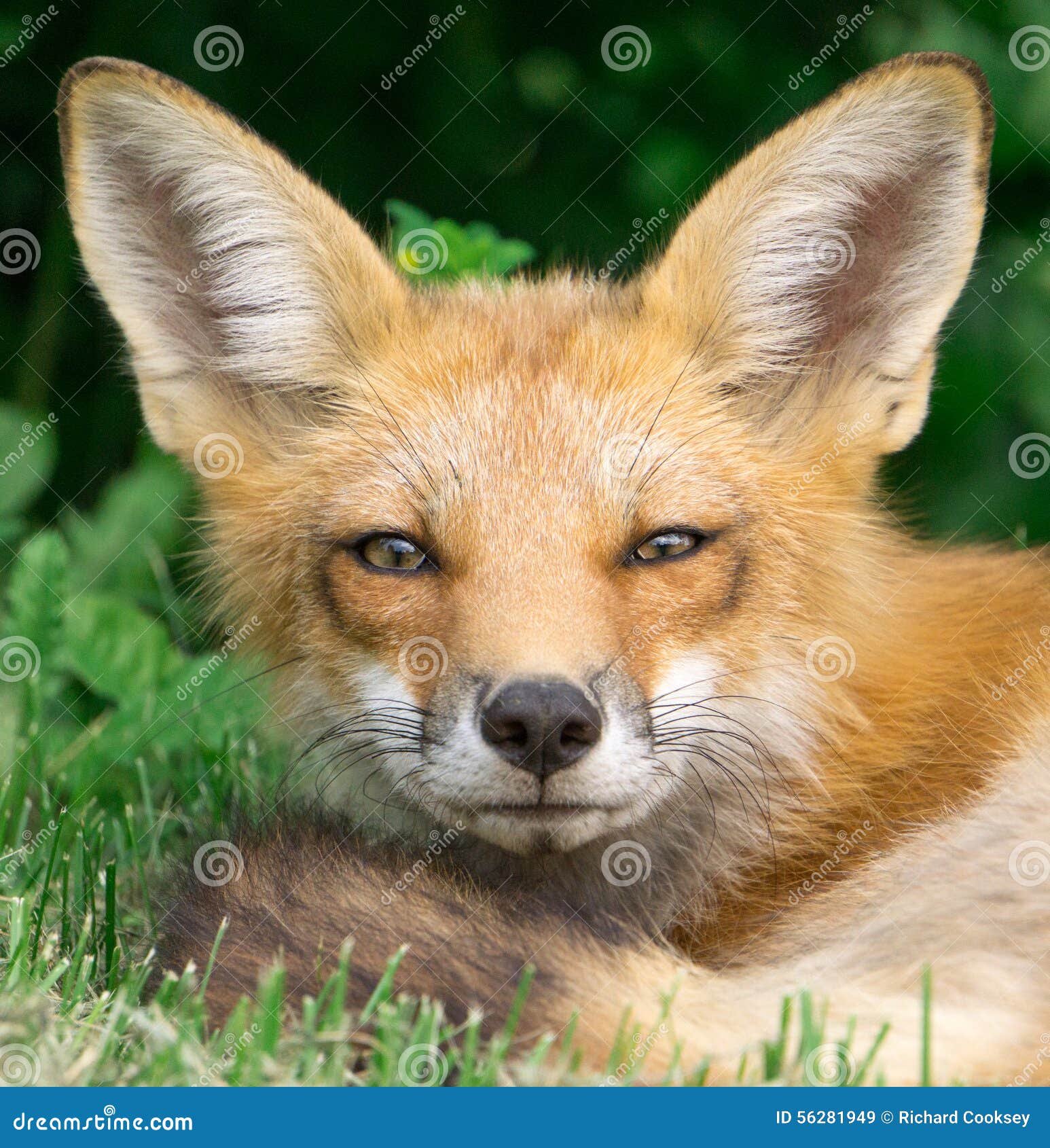 Fox face stock image. Image of curled, canada, close - 56281949