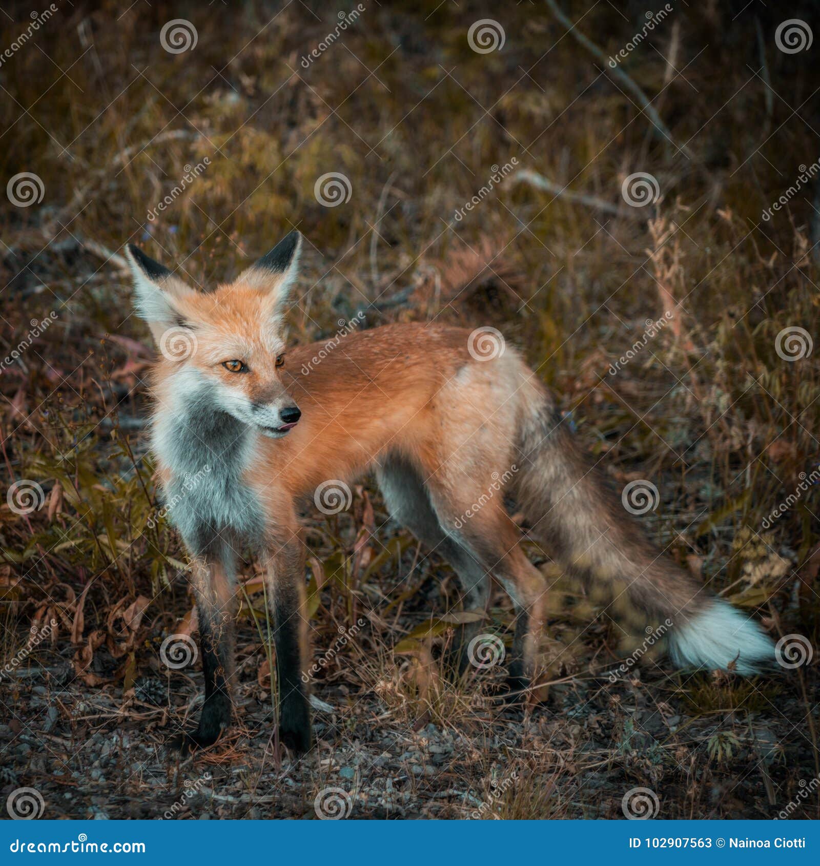 Fox stock image. Image of hike, peak, taking, bushes - 102907563