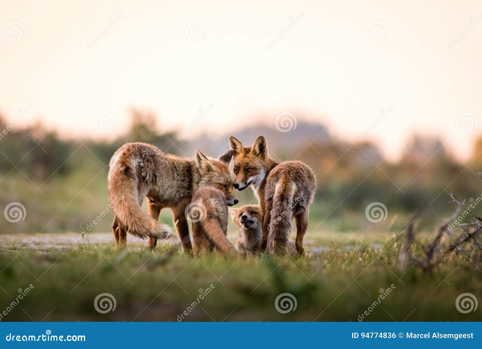 Fox family stock photo. Image of predator, water, dunes - 94774836