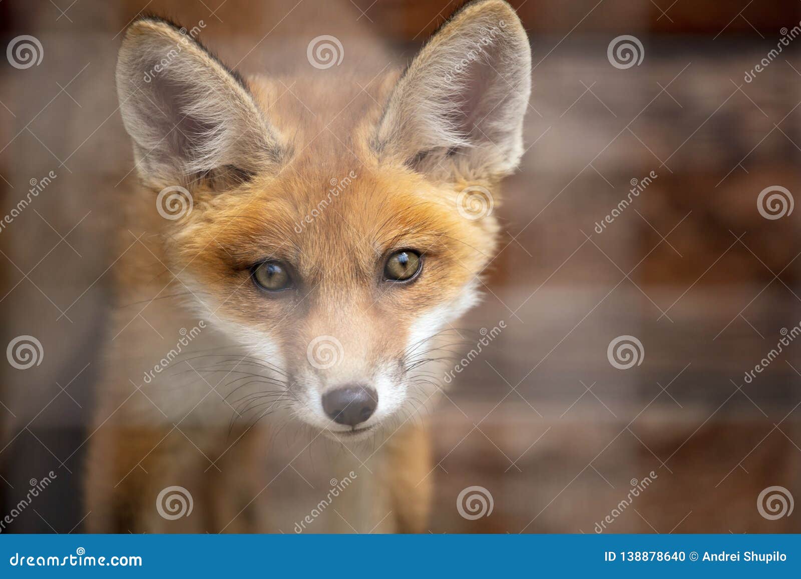 Fox on the Fence in the Zoo Stock Photo - Image of wildlife, cute ...