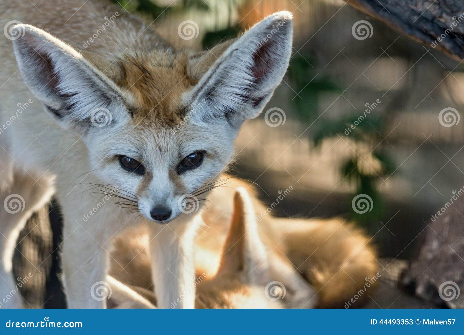 Fox Fennec Opened Eyes and Looks Stock Image - Image of front, huge ...