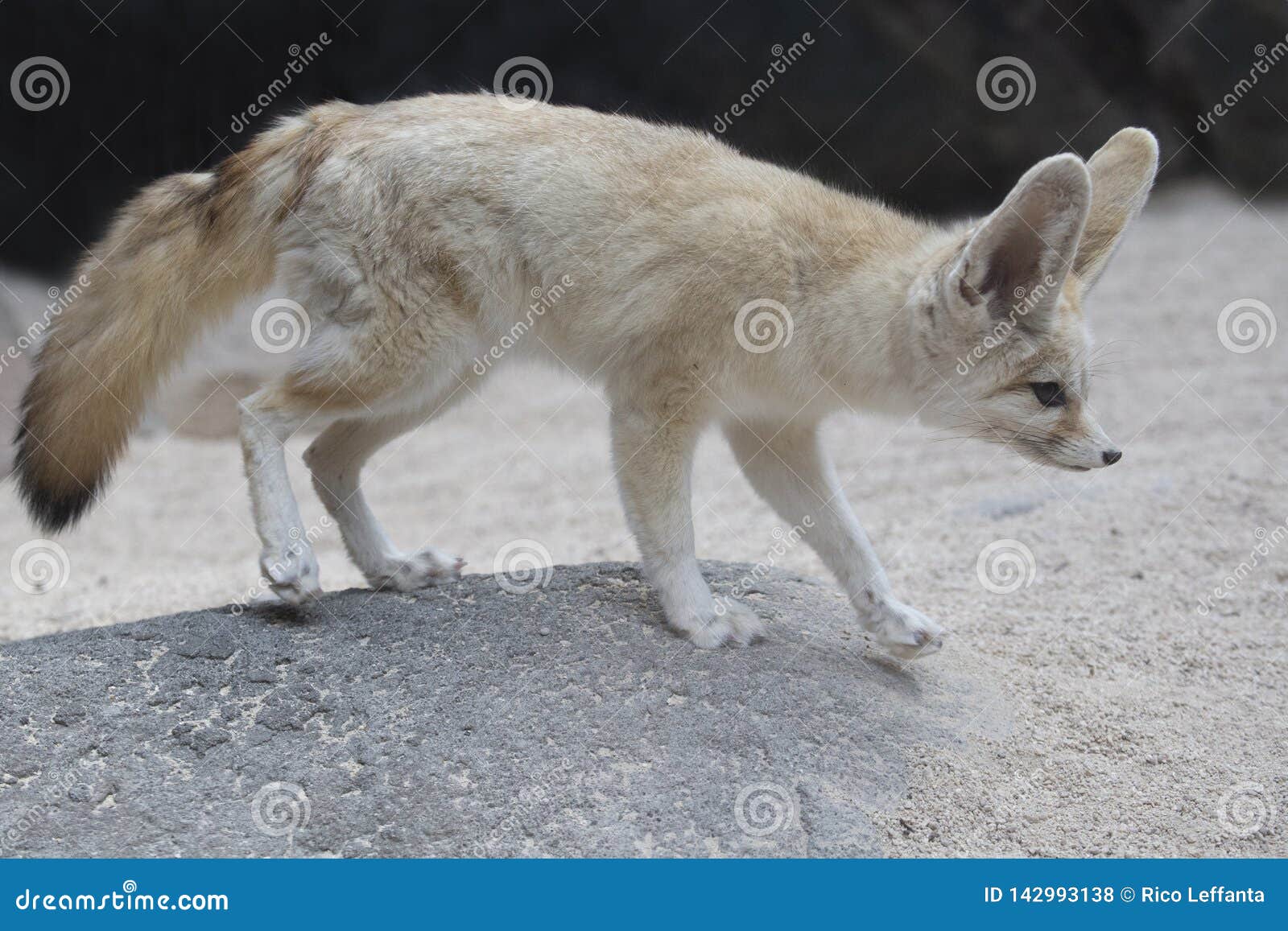 Fox Fennec prowling stock photo. Image of ears, carnivore - 142993138