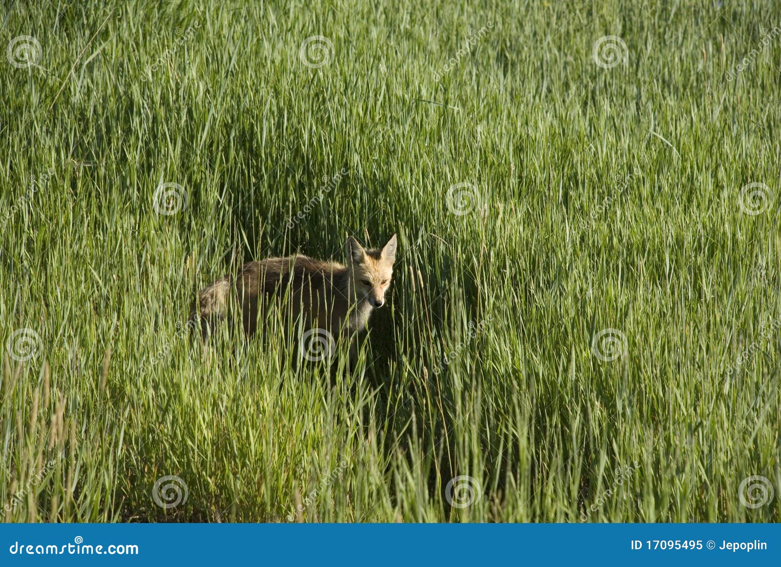 Fox in field stock image. Image of green, summer, prey - 17095495