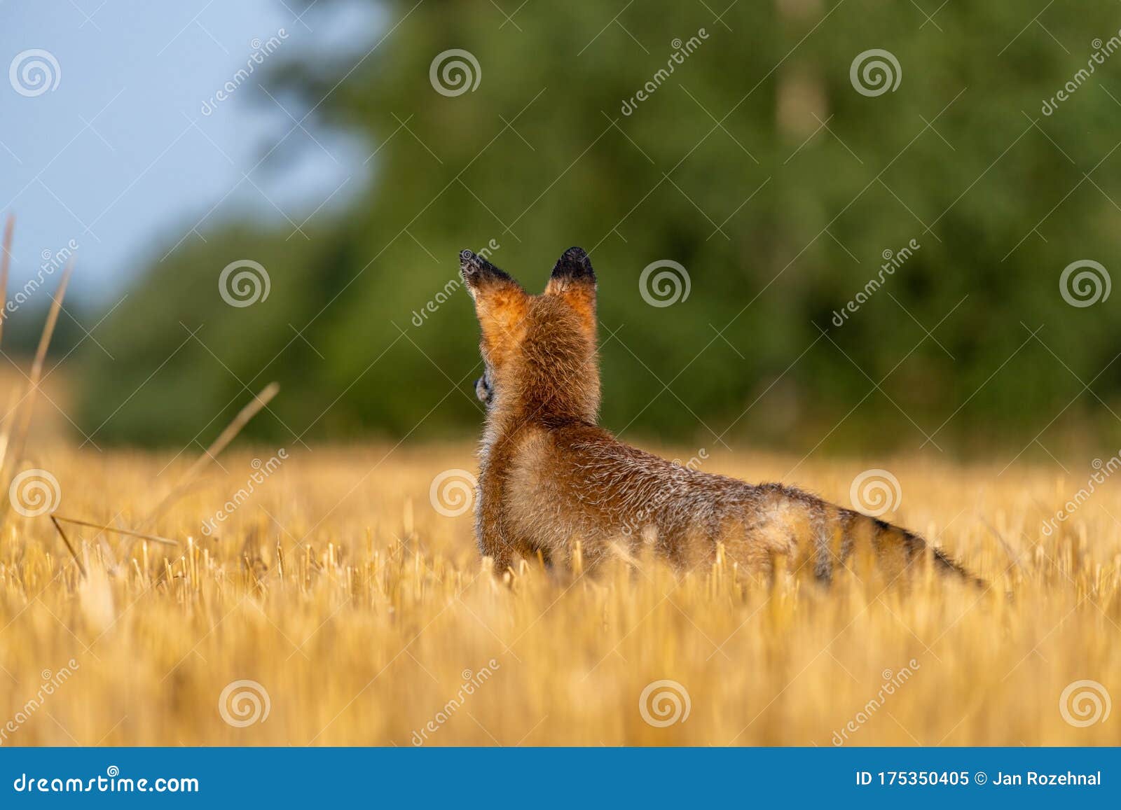 Fox on the Field from Behind and Looking Around Stock Image - Image of ...