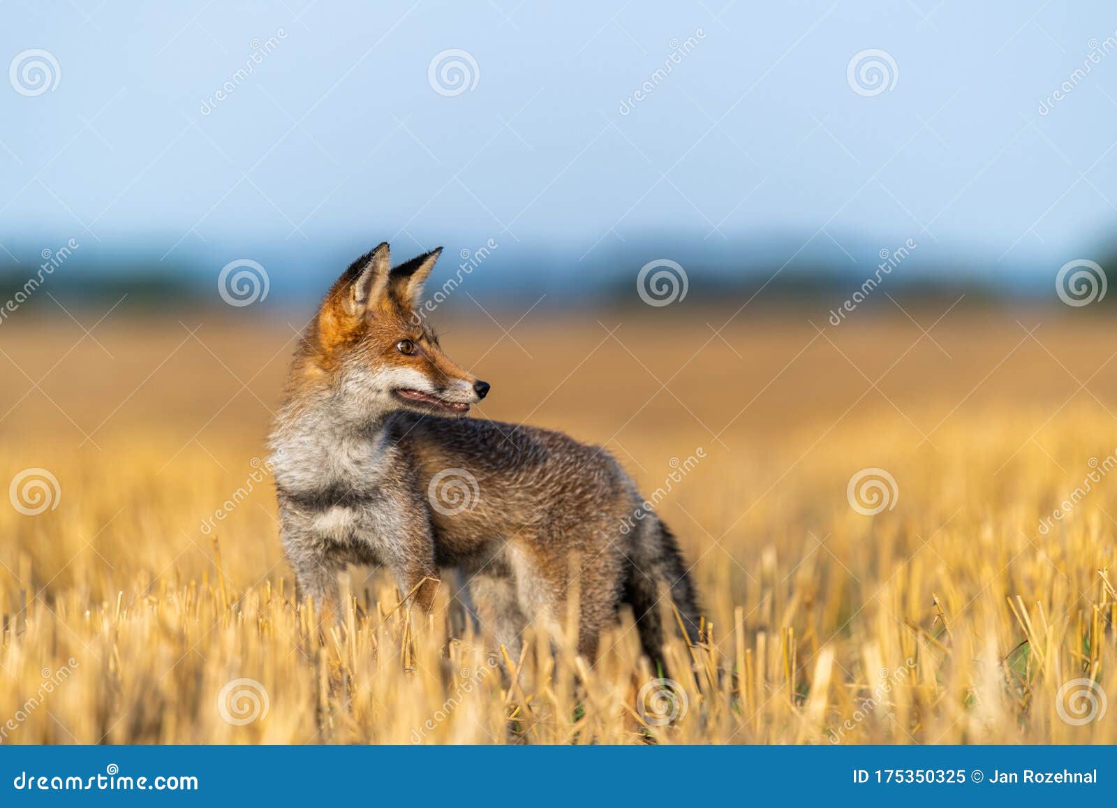 Fox on the Field and Looking Around Stock Image - Image of searching ...