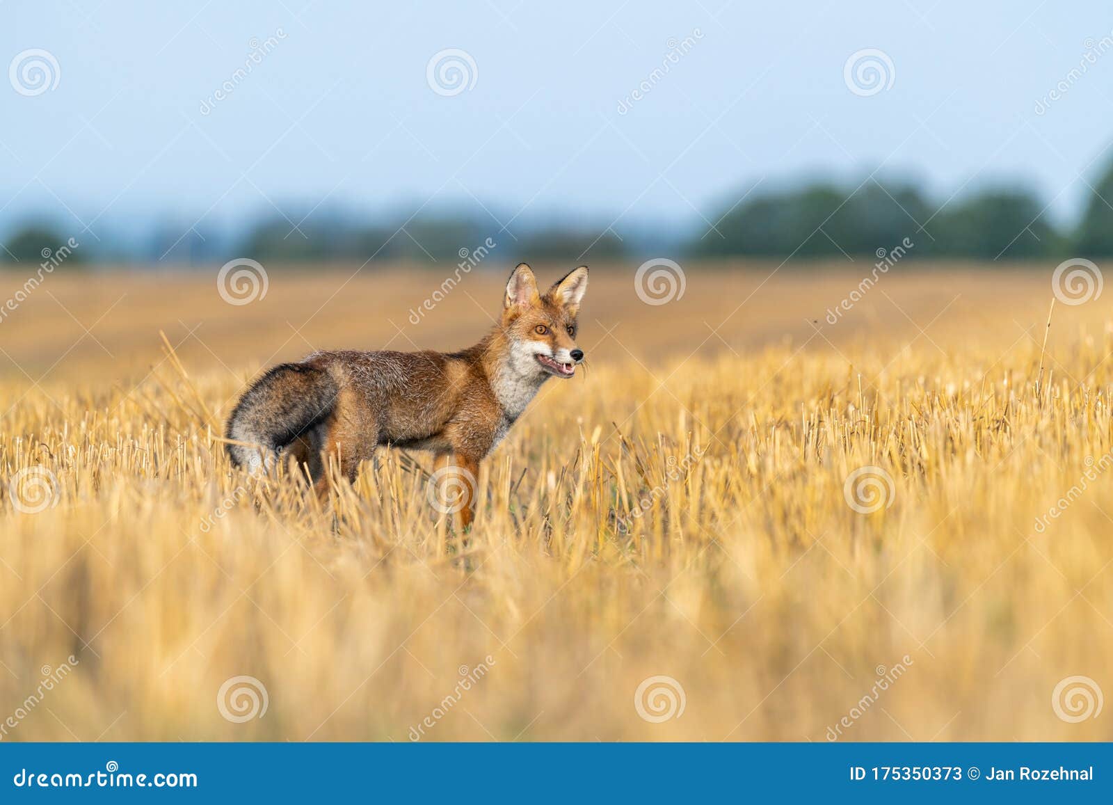 Fox on the Field and Looking Around Stock Image - Image of morning ...