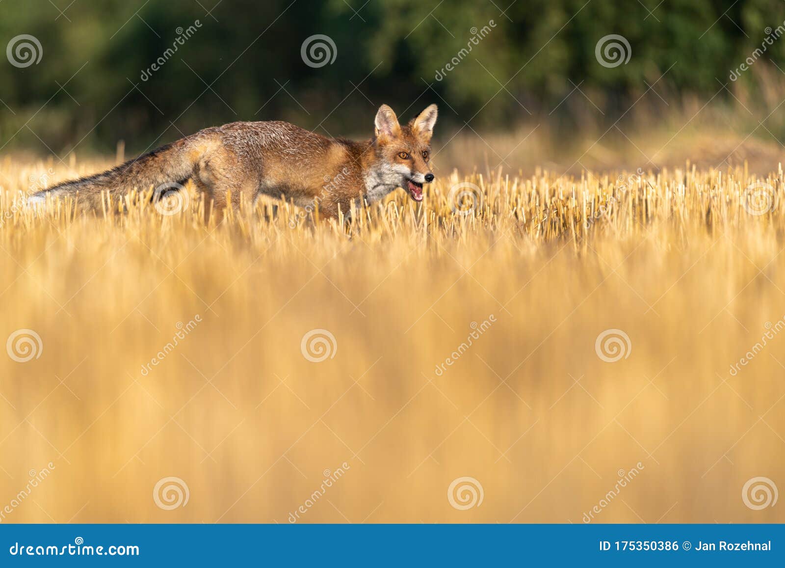 Fox on the Field and Looking Around Stock Photo - Image of portrait ...