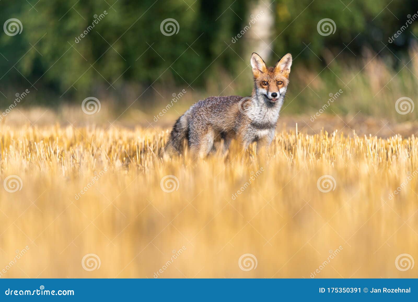 Fox on the Field and Looking Around Stock Image - Image of looking ...