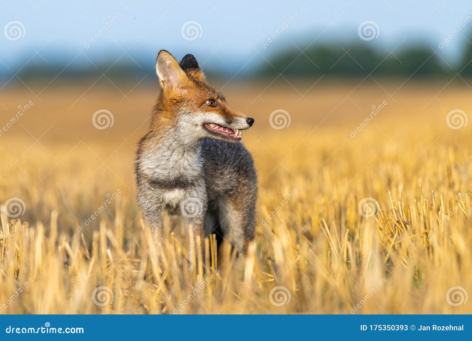 Fox on the Field and Looking Around Stock Image - Image of natural ...