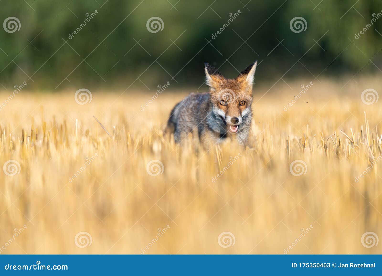 Fox on the Field and Looking Around Stock Image - Image of meadow ...