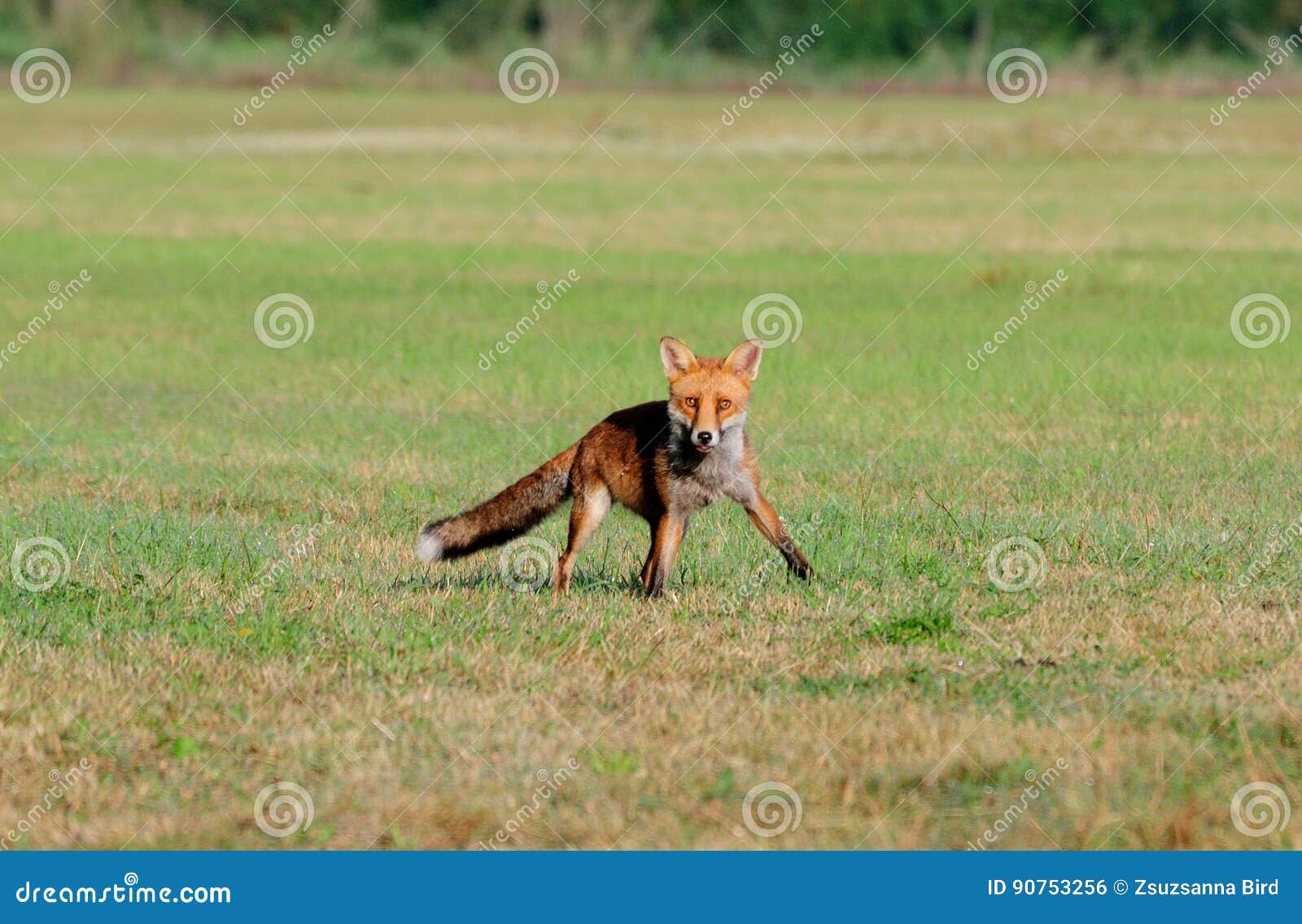 Fox on a field stock photo. Image of camera, field, running - 90753256
