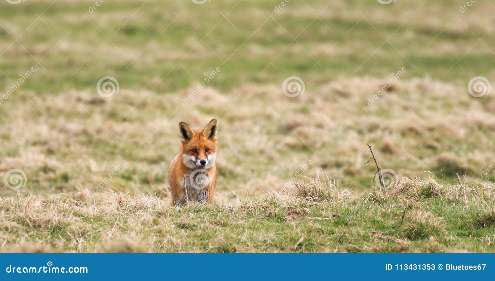 Fox in a field stock image. Image of color, bushy, bird - 113431353