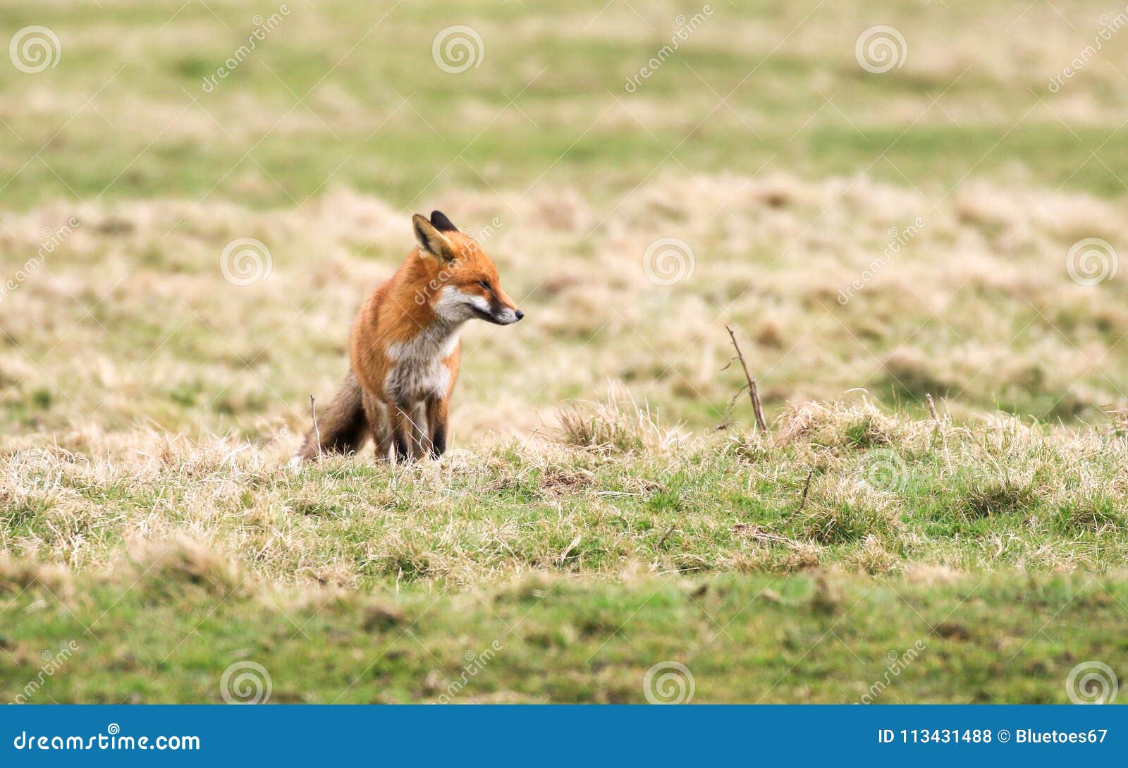 Fox in a field stock photo. Image of carnivore, chasing - 113431488