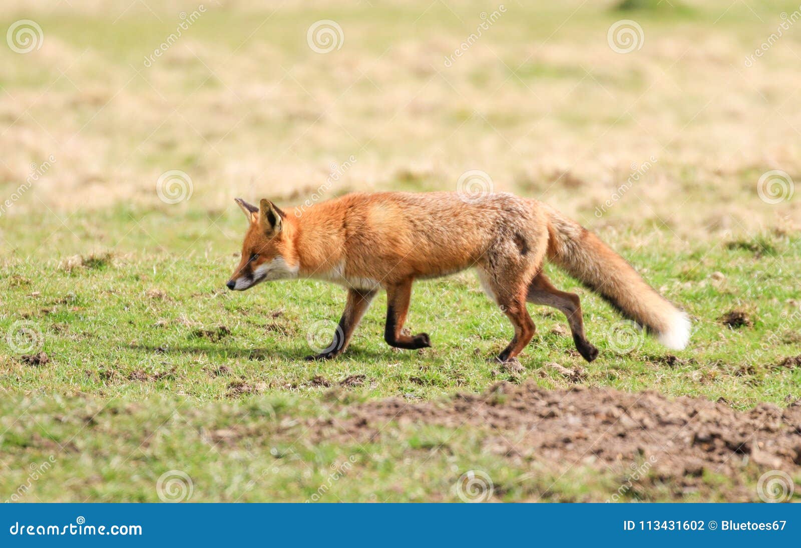 Fox in a field stock photo. Image of hide, hairy, adorable - 113431602