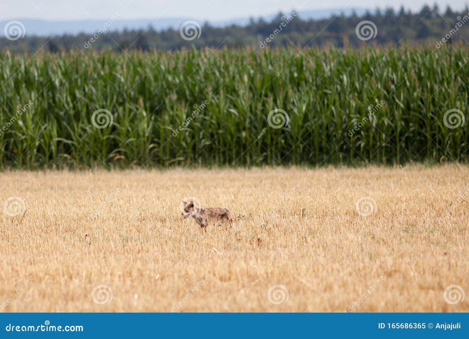 Fox in Field, Red Fox Hunting Stock Image - Image of predator, field ...