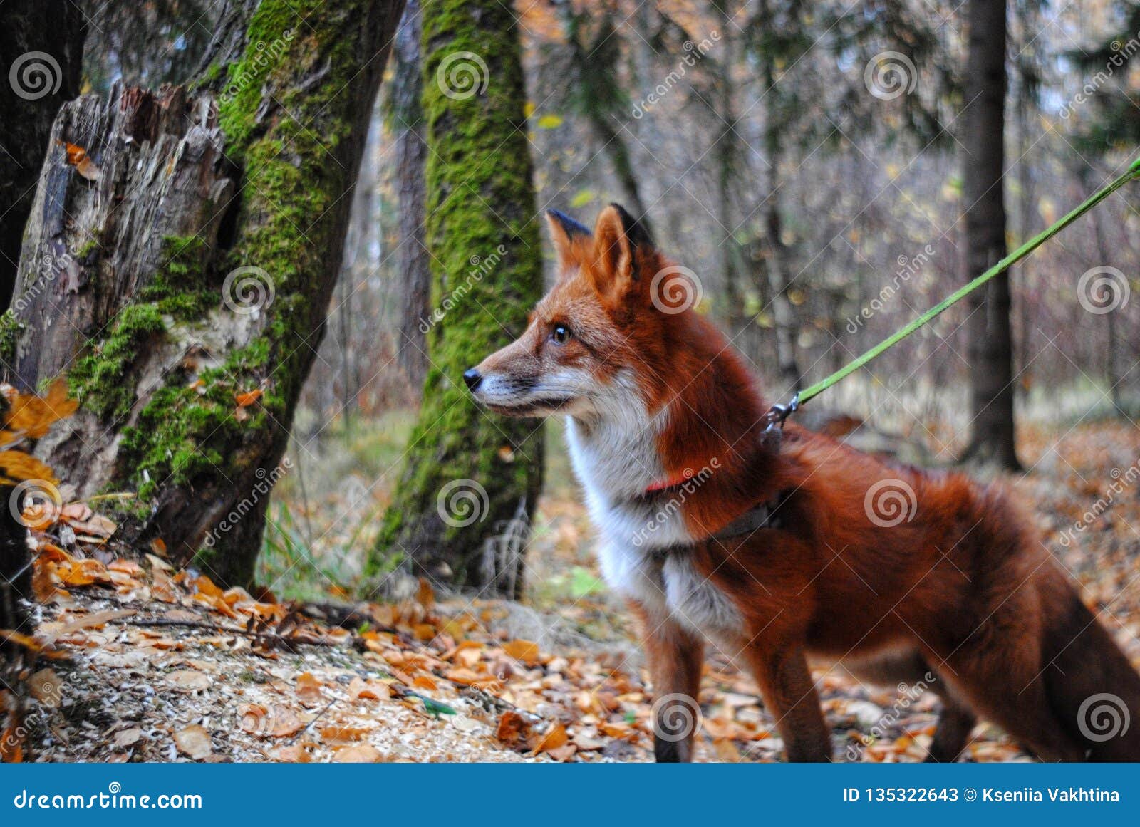 Fox fire in woods stock image. Image of foxes, fire - 135322643