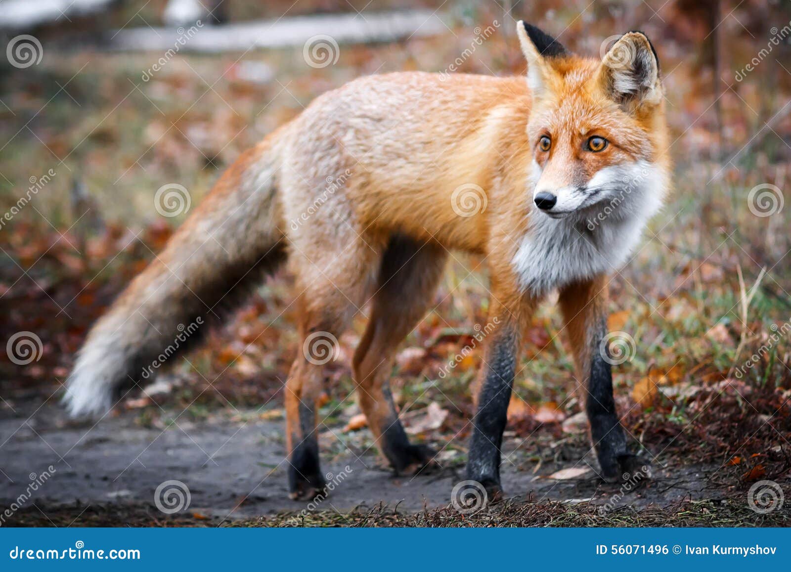 Fox stock photo. Image of bokeh, nature, forest, russia - 56071496