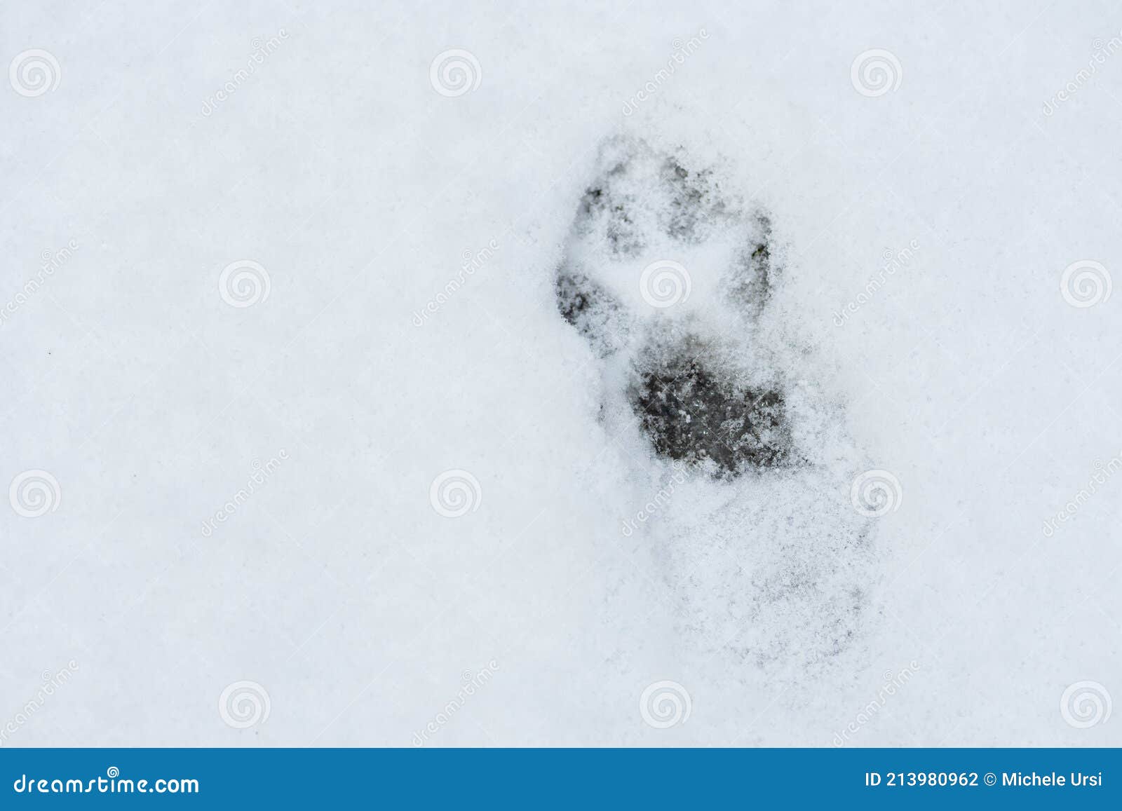 Fox footprint in the snow stock photo. Image of detail - 213980962