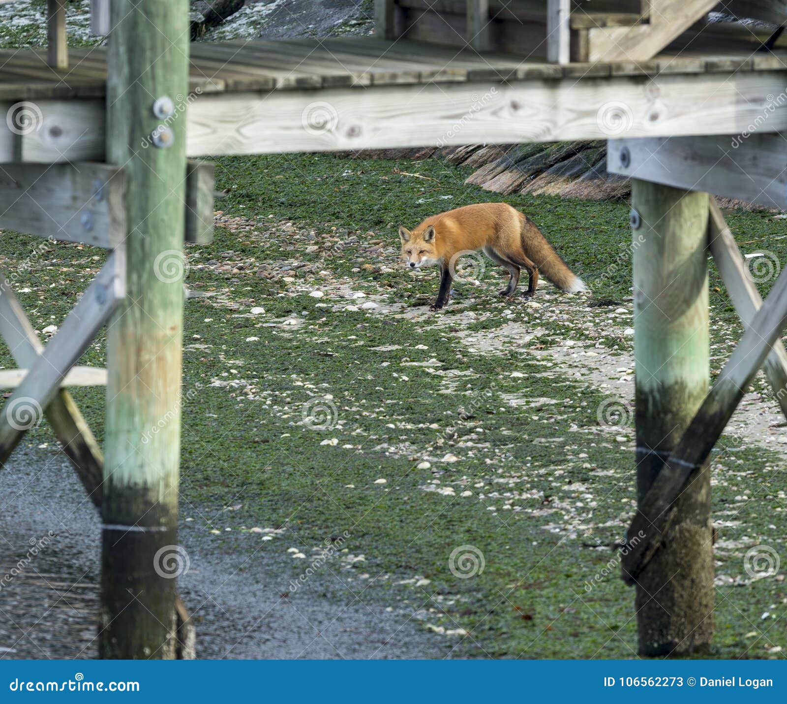 Fox Forageant Au-dessous Du Dock Image stock - Image du waterfront ...