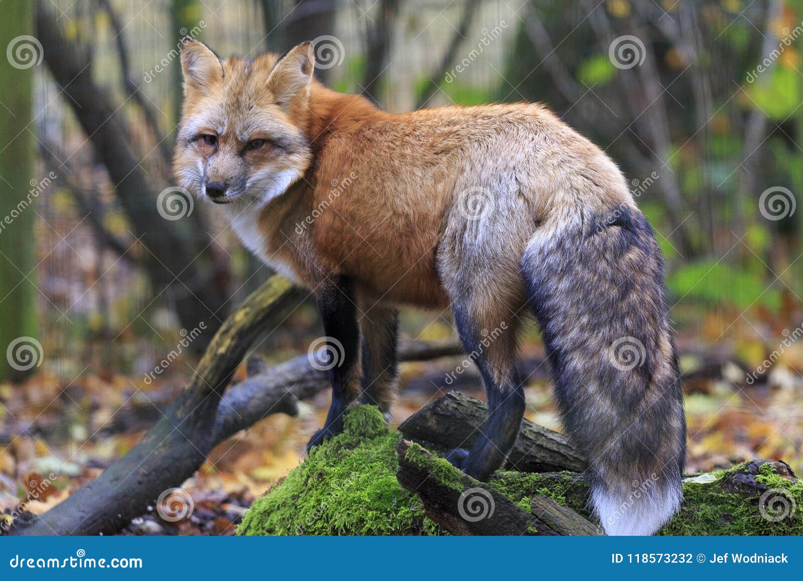 Fox in forest stock photo. Image of cartoon, horizontal - 118573232