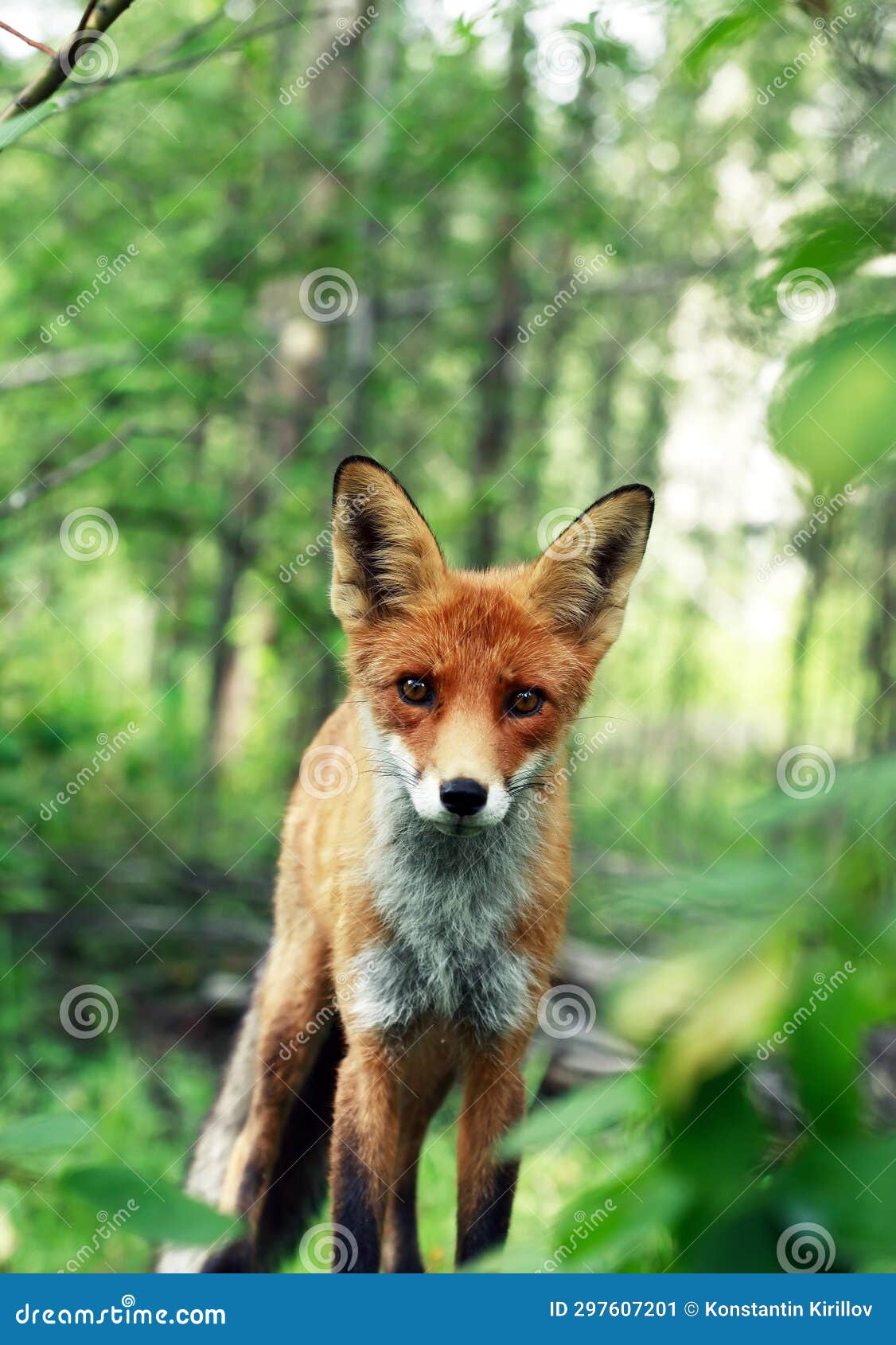 Fox in the Forest stock image. Image of stealth, view - 297607201