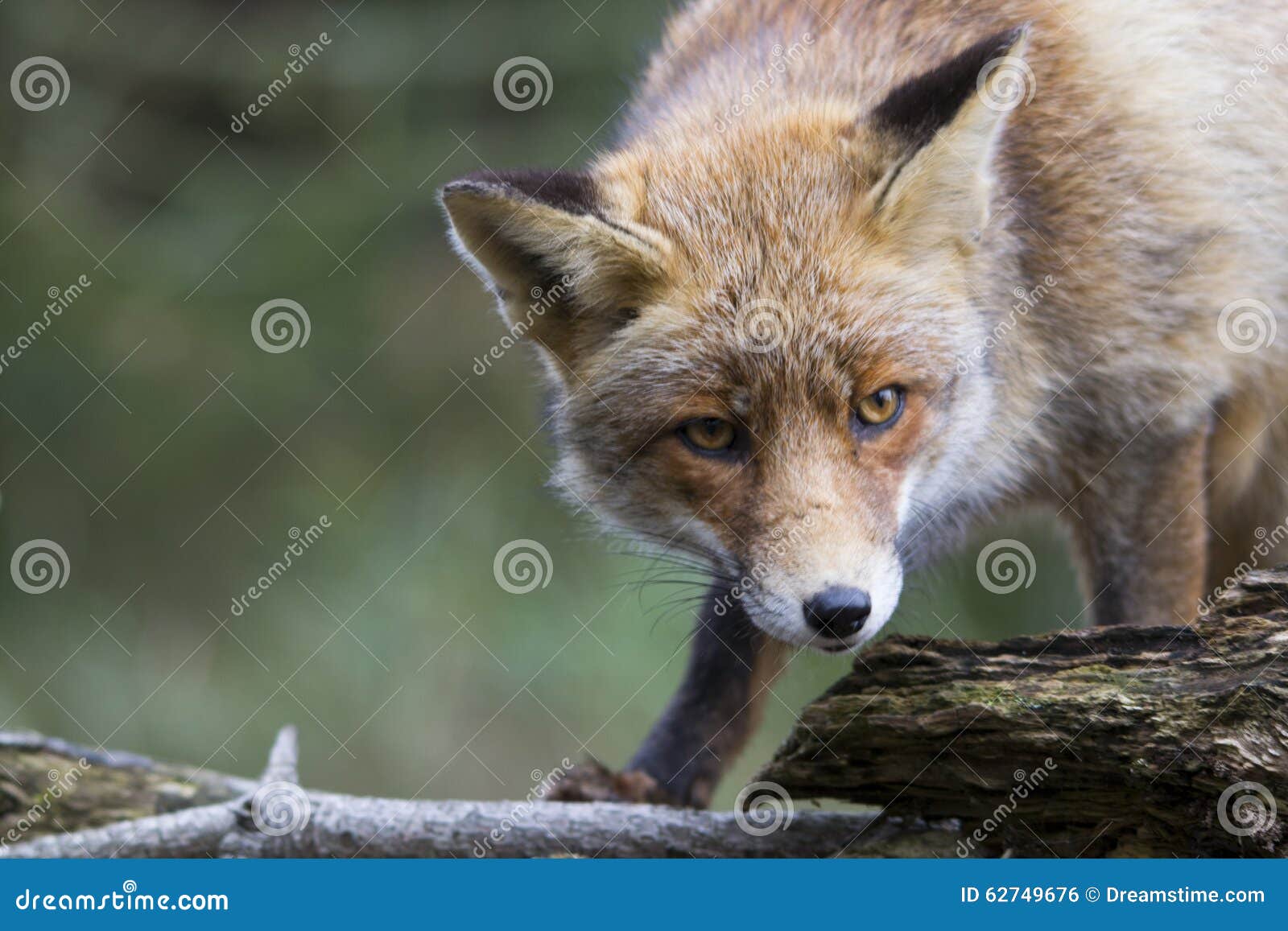 Fox in the Forest in the Netherlands Stock Photo - Image of sunny ...