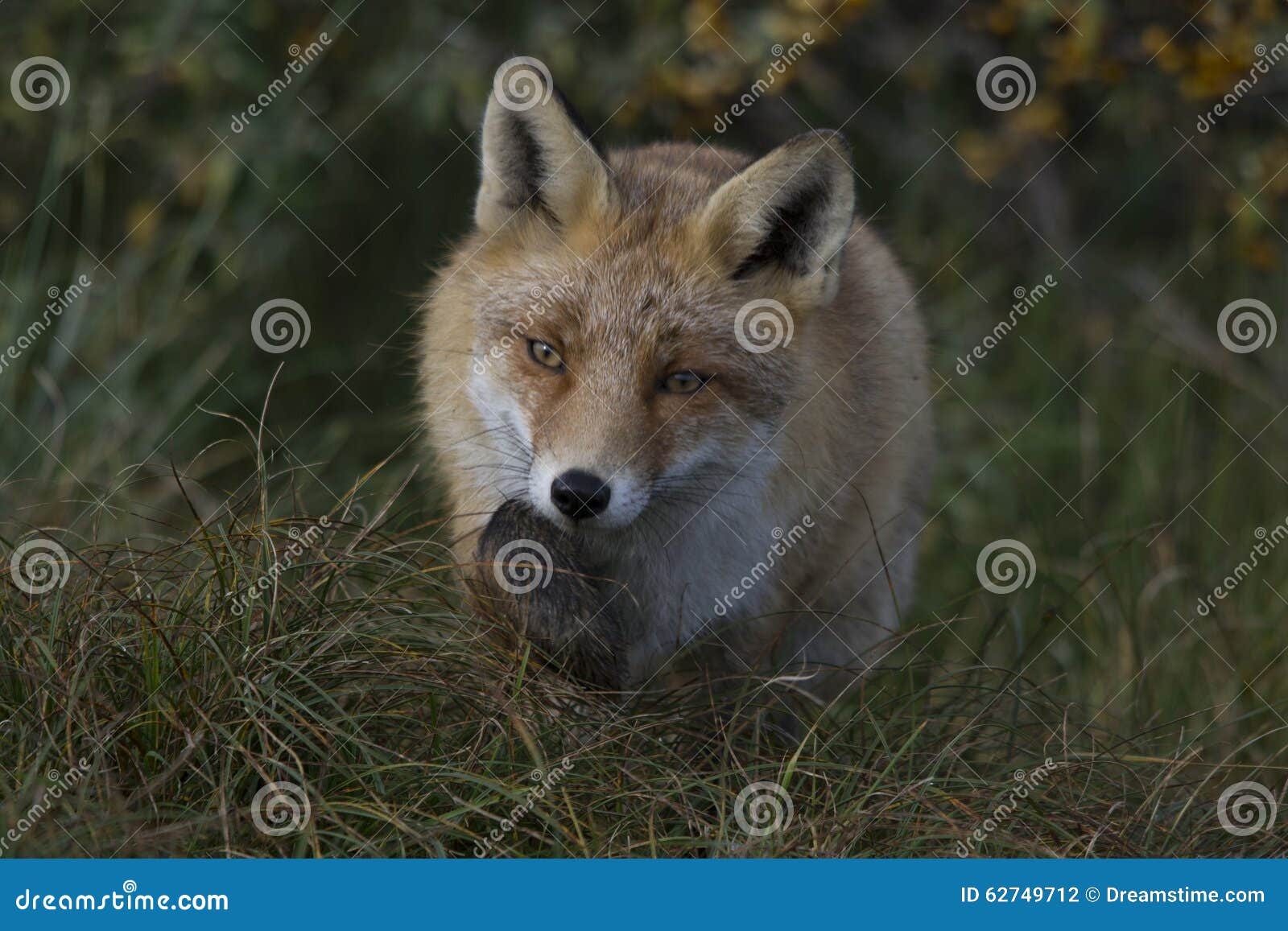Fox in the Forest in the Netherlands Stock Photo - Image of authum ...