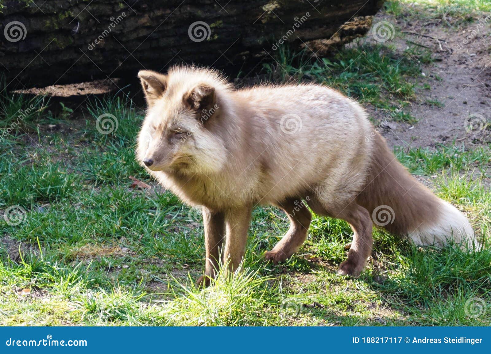 Cute fluffy fox stock image. Image of meadow, carnivore - 188217117