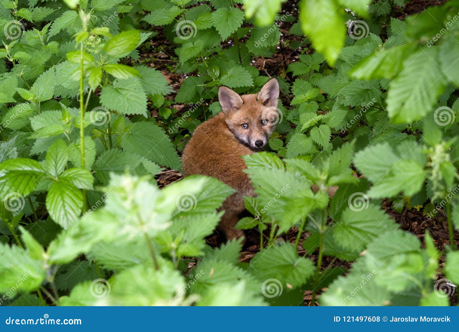 Fox in forest stock photo. Image of forest, united, gardens - 121497608
