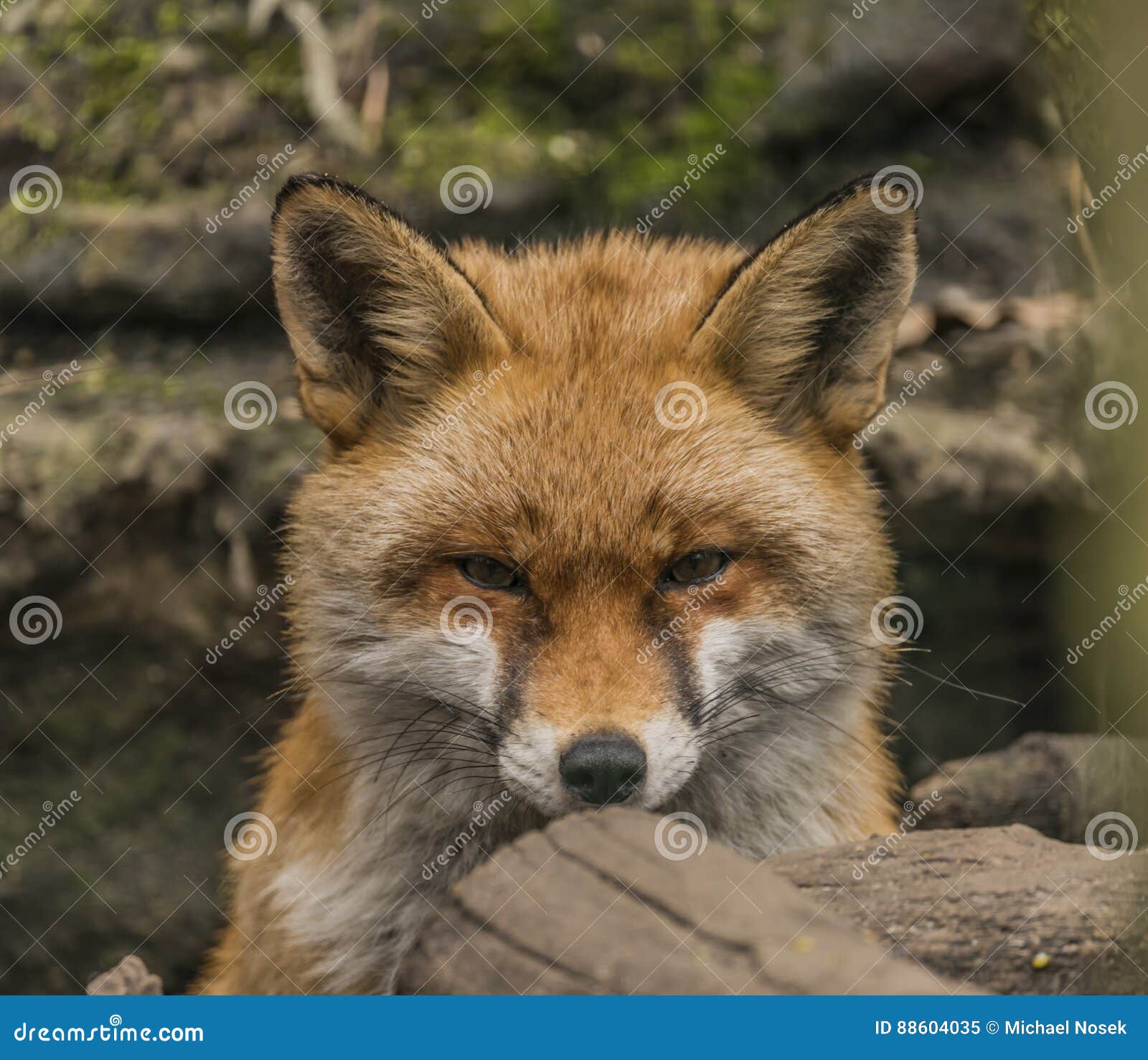 Fox in Forest with Trees in Spring Nice Day Stock Image - Image of ...
