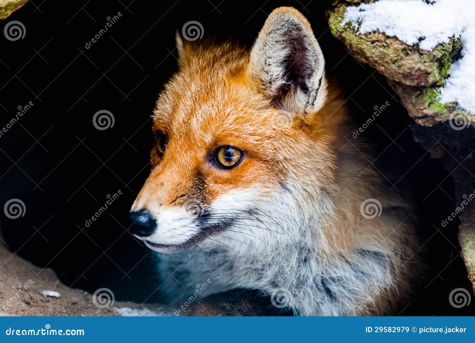 Fox in fox earth stock image. Image of portrait, earth - 29582979