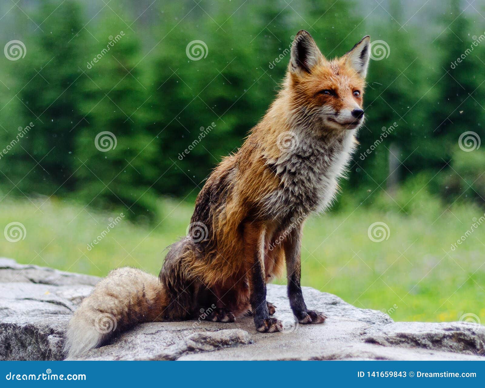 Fox in free wild stock image. Image of nature, wild - 141659843