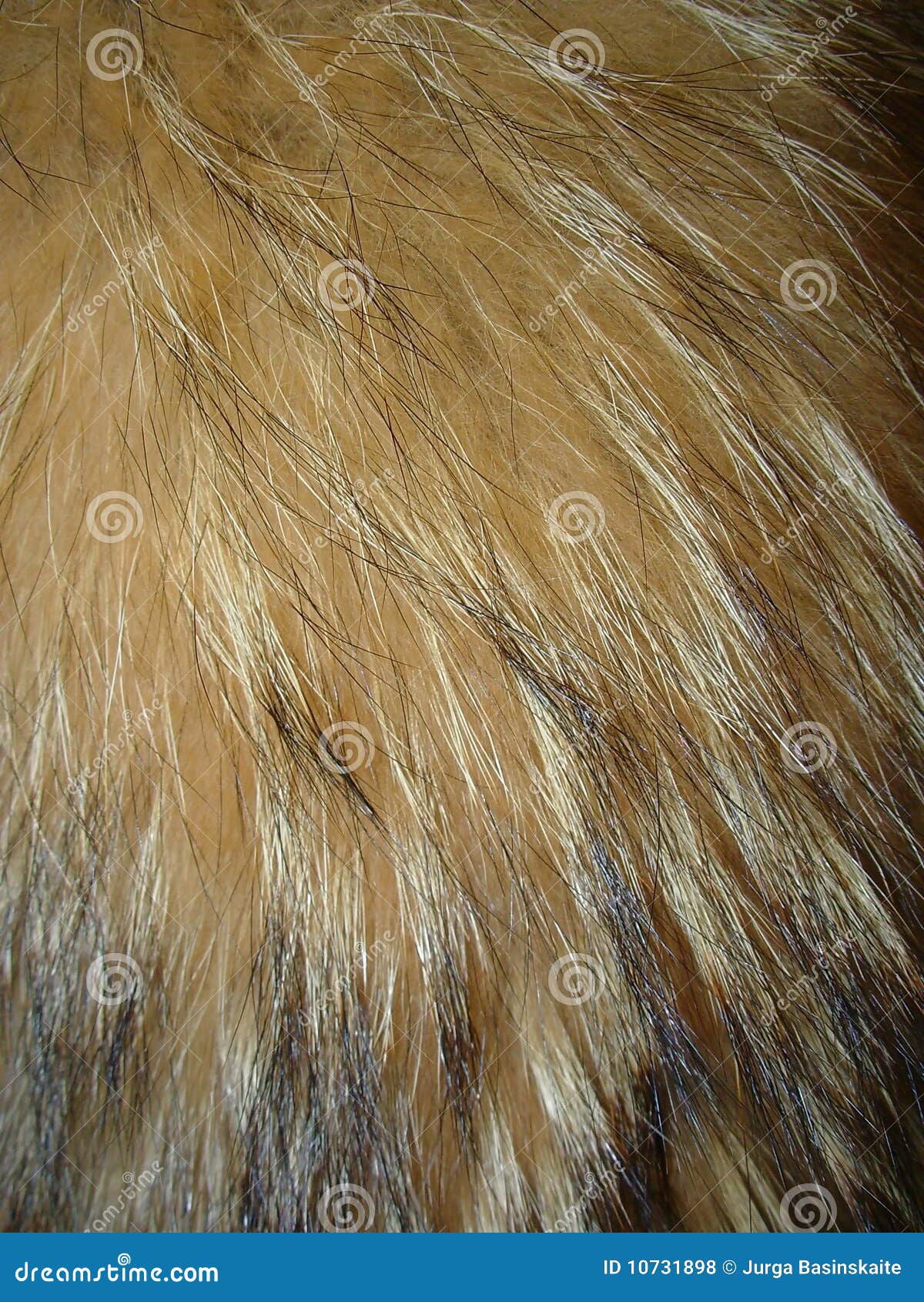 Fox fur stock photo. Image of decor, detail, texture - 10731898