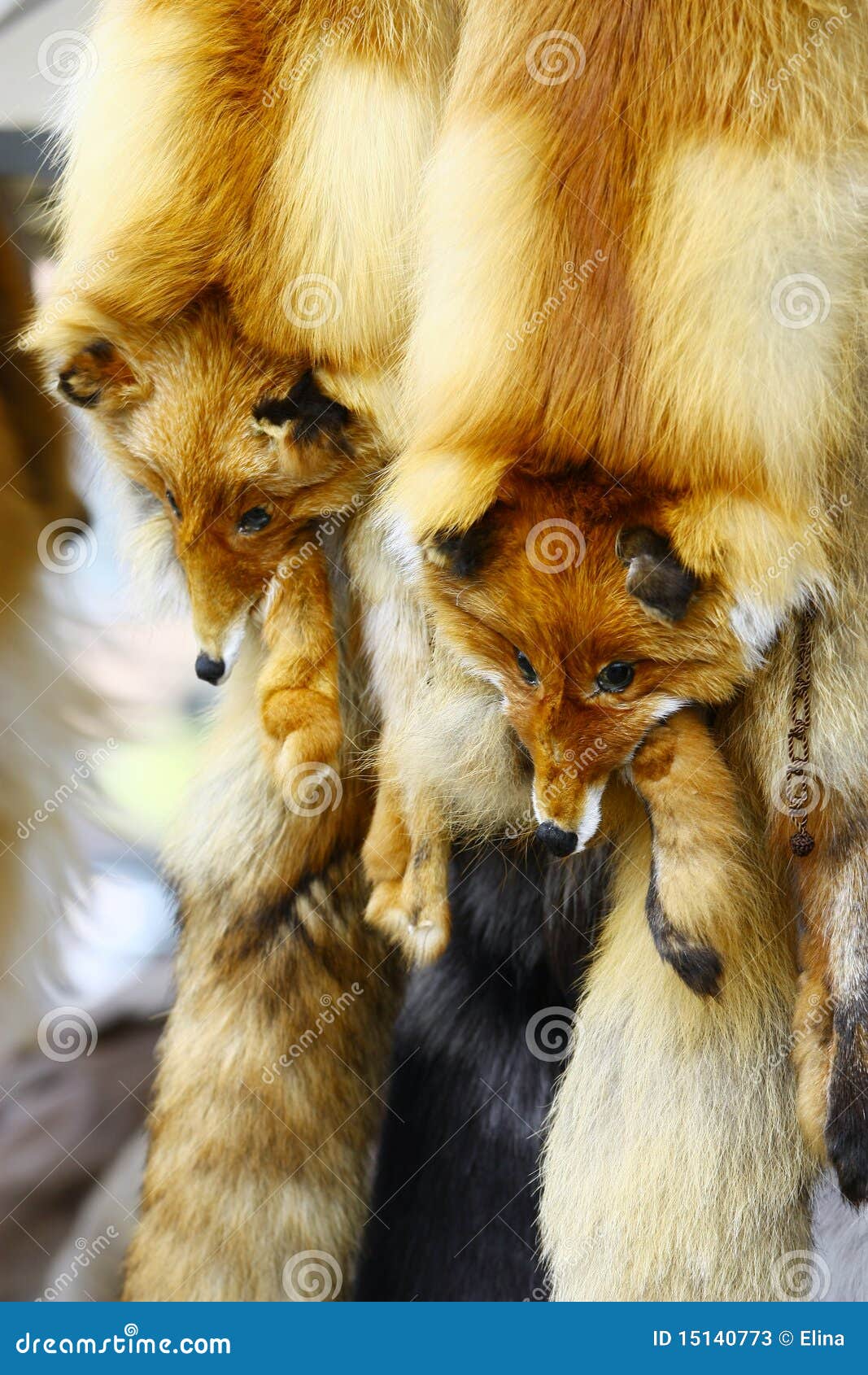 Fox Fur stock image. Image of collar, carnivore, wild - 15140773