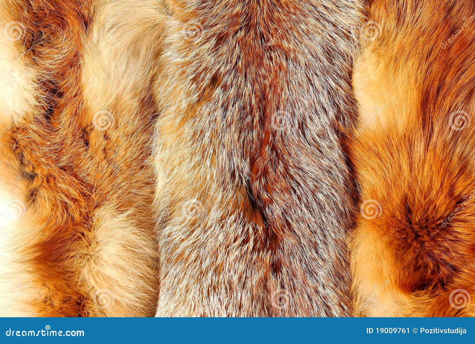 The fox fur stock image. Image of hunting, peltry, furry - 19009761