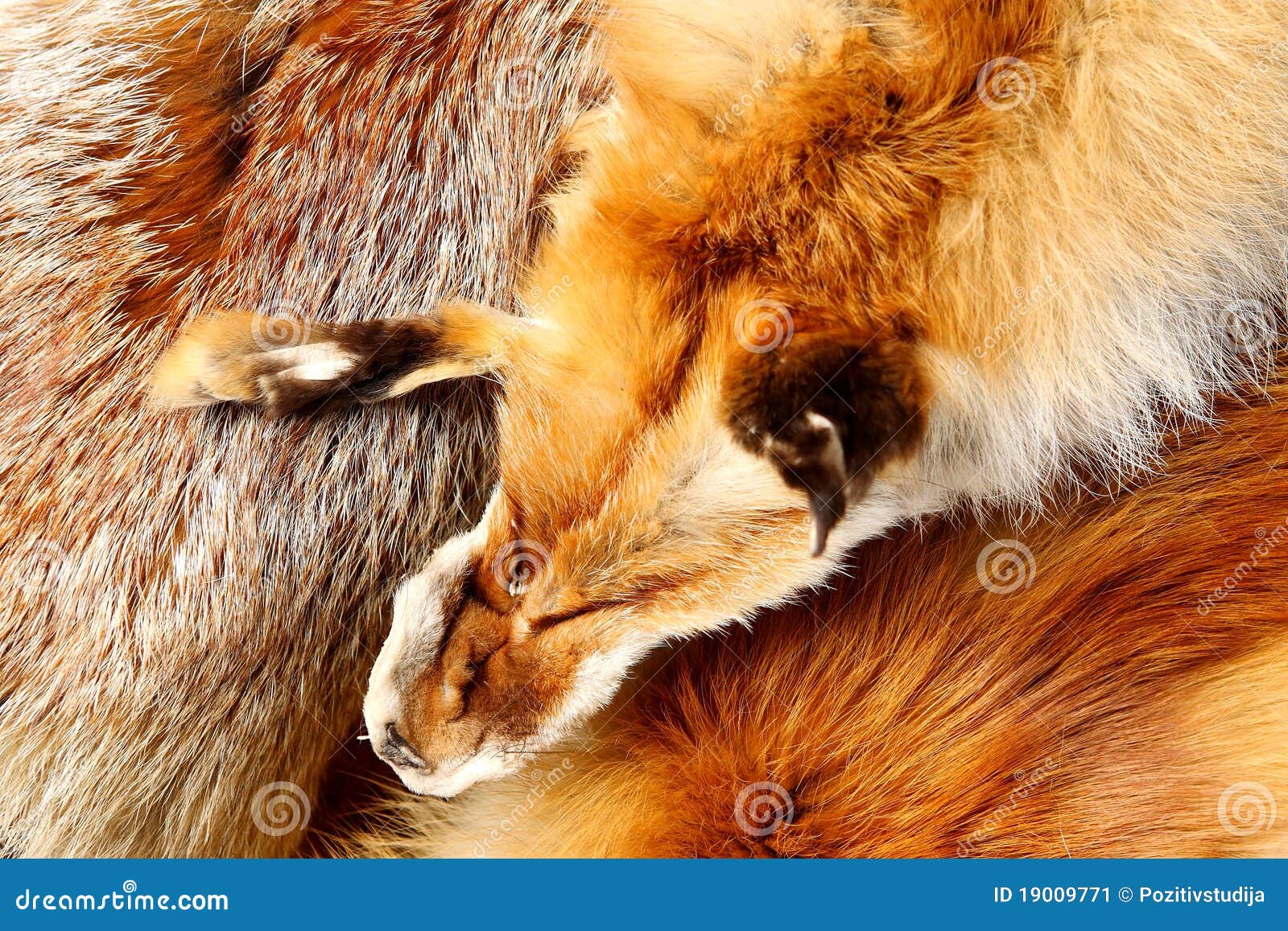 The fox fur stock image. Image of pelage, warm, hunting - 19009771