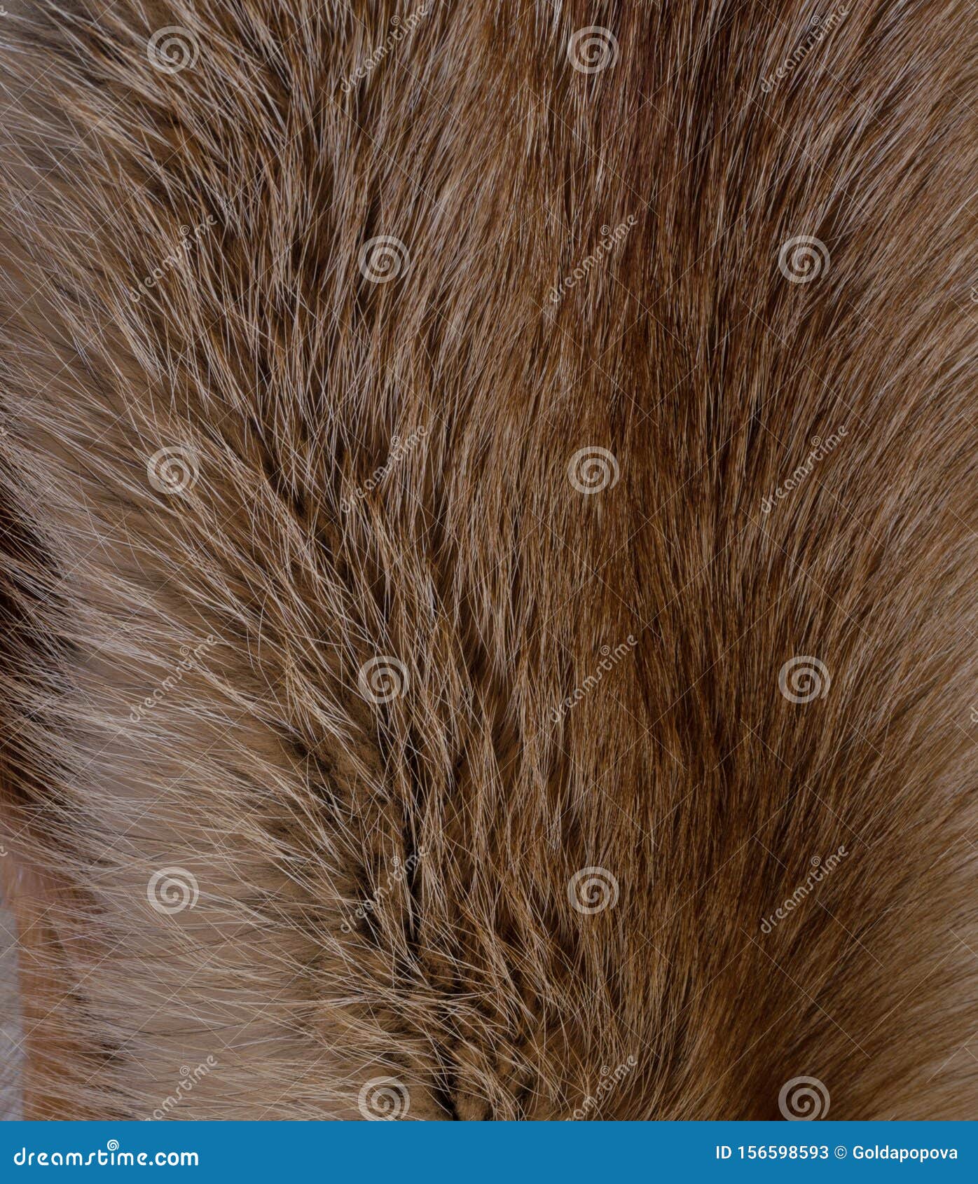 Fox Fur. Texture Closeup. Backdrop Stock Image - Image of close, detail ...