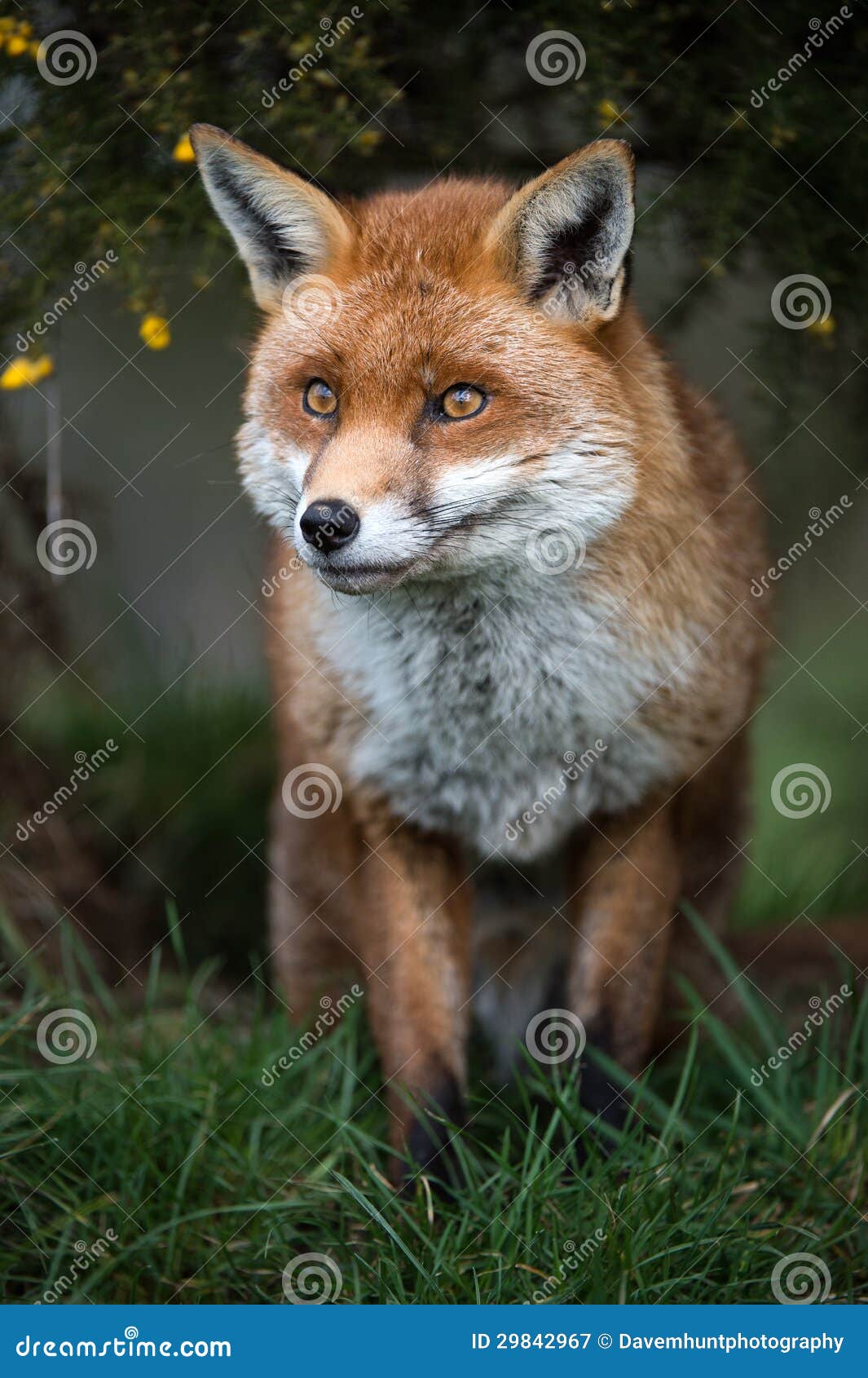 Fox stockbild. Bild von städtisch, rost, wild, säugetier - 29842967